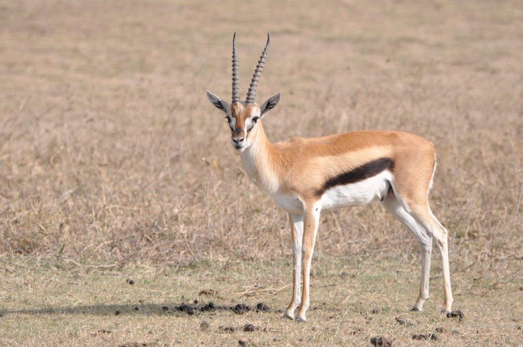 Tanzania – French Kiss